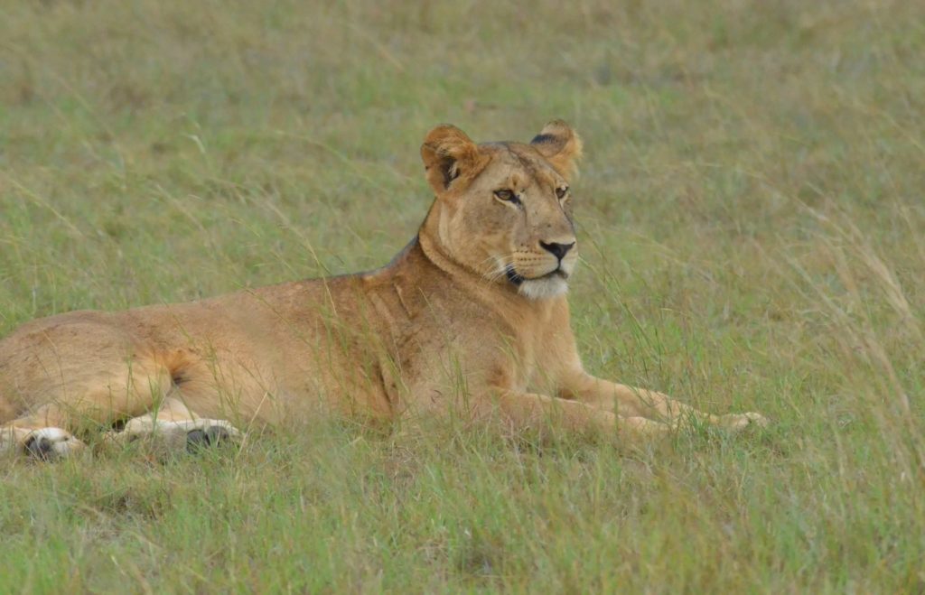 Lion Tracking Experience in Uganda | Lion Tracking in Queen Elizabeth