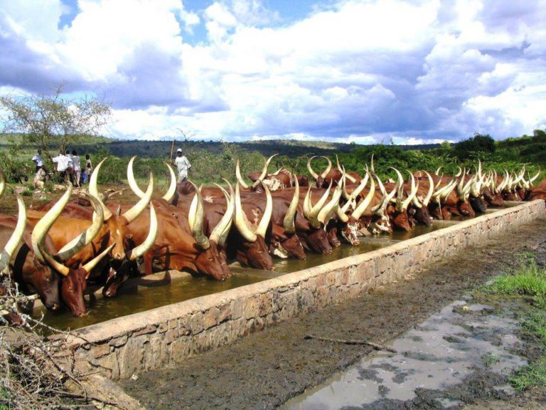 Bachwezi Spirts | Empire of Kitara | Bachwezi People | Uganda Tours