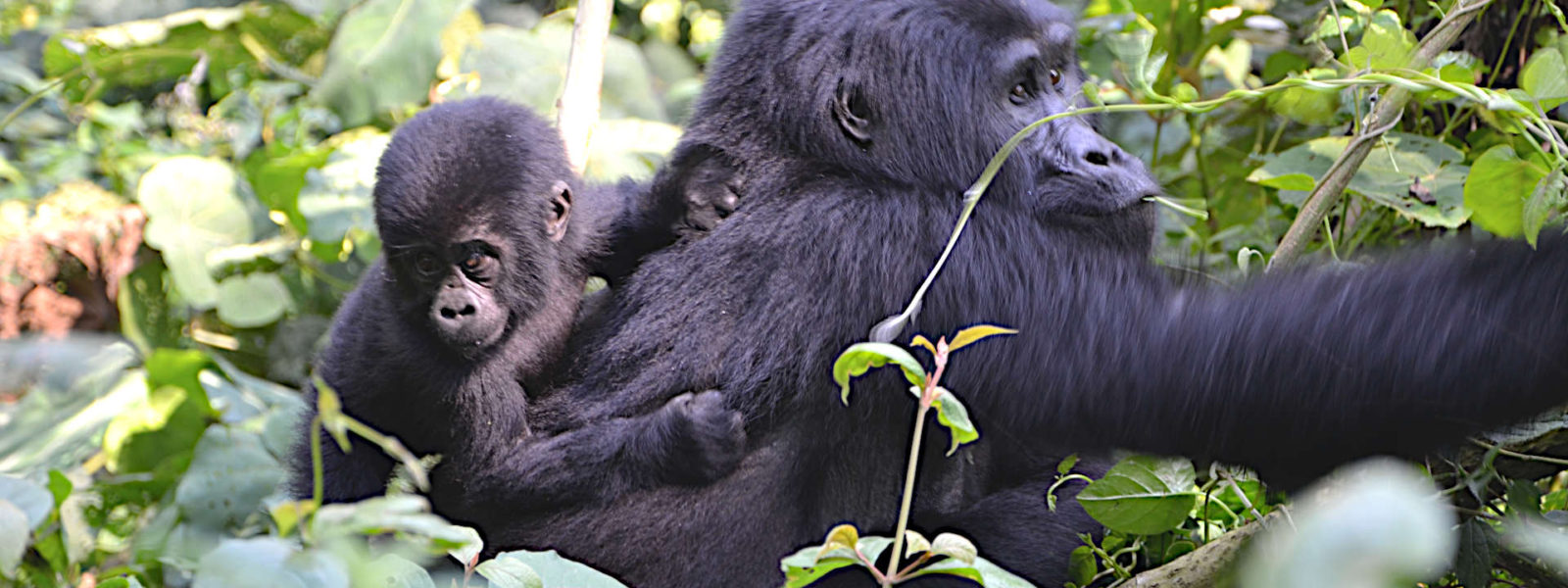 5 Reasons why you should trek Gorillas in Uganda | Uganda Gorilla Tours