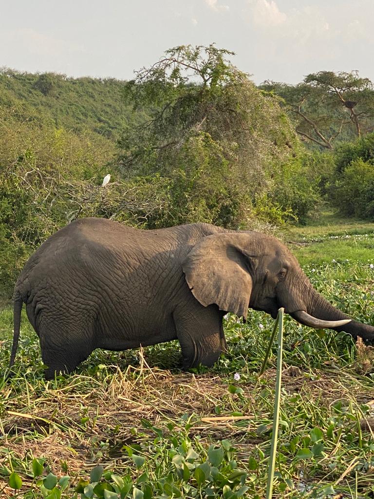 Uganda Safari Holidays 2024